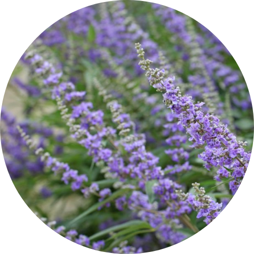 Womb Wonder · Hormonal Balance – Moss Medicine